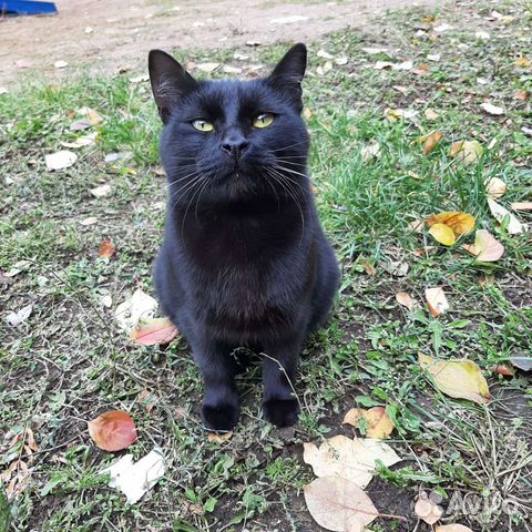 Котик по имени Пирожок