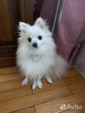 Вязка малый немецкий шпиц