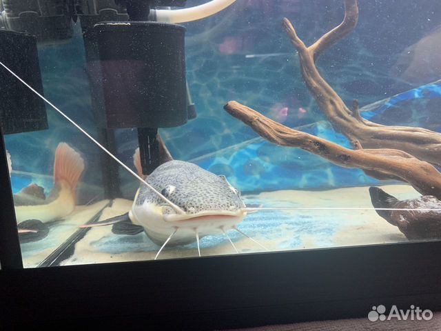 Краснохвостый сом