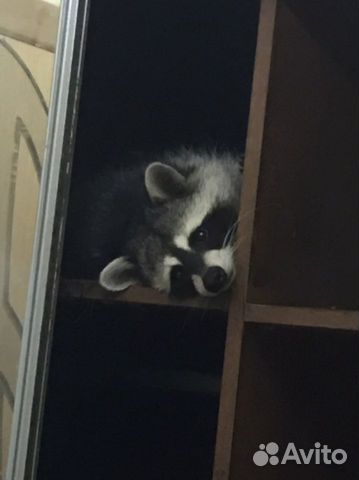 Отдаю енота в добрые руки