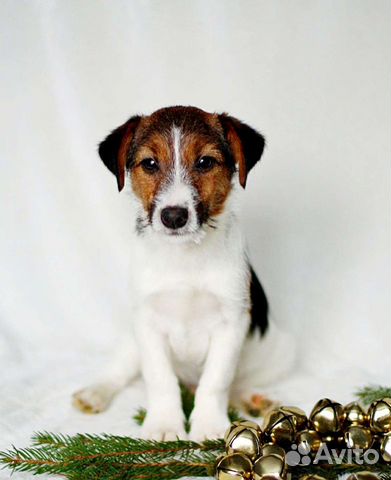 Мальчик Джек Рассел терьер брокен