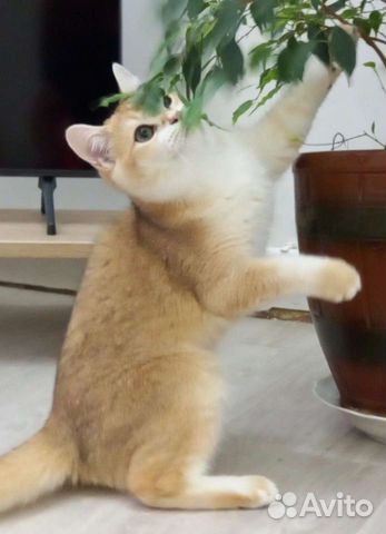 Британский котик