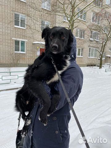 Спаниель метис ищет свою семью