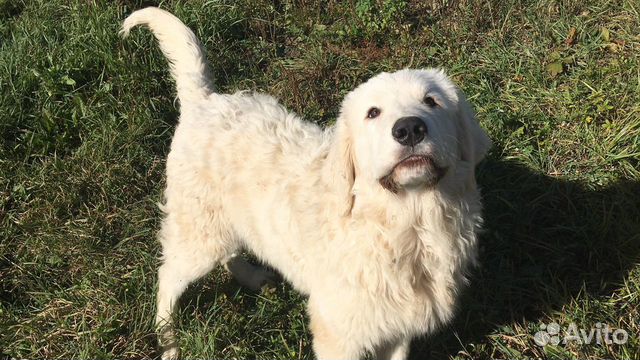 Собака маремма щенок