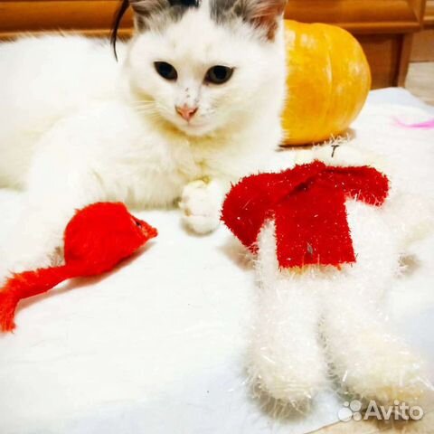 Кошечка в добрые руки