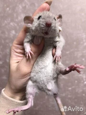 Крысенок мальчик дамбо вельветин. Бежево- голубой