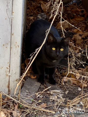 Ласковый Черныш