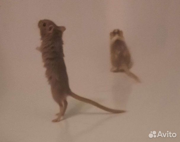 Грызуны. Песчанка