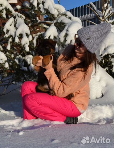 Шикарная длинношерстная сука (щенок) РКФ