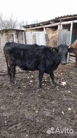 Корова и тёлочка