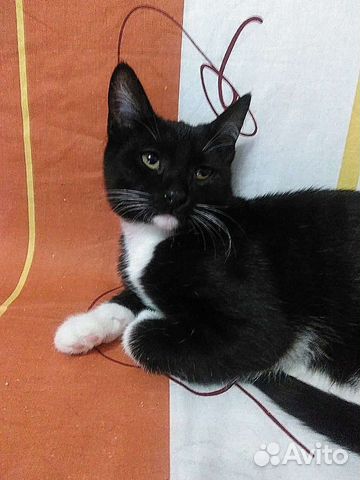 Марсик оживит вашу жизнь