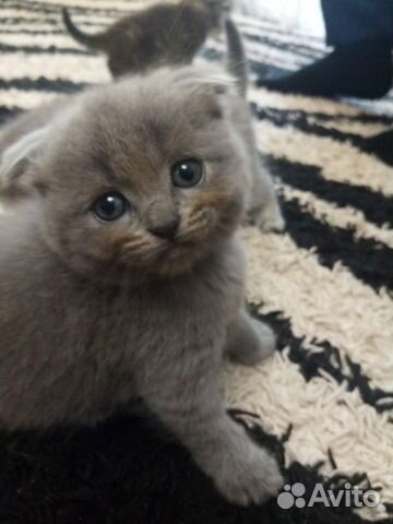 Вислоухое счастье