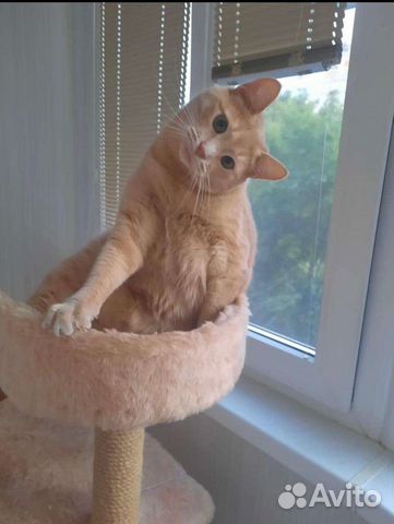 У Персика умерла хозяйка - ищем дом