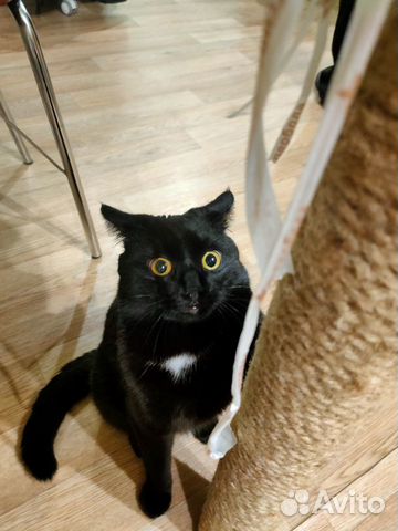 Вязка котика с кисой