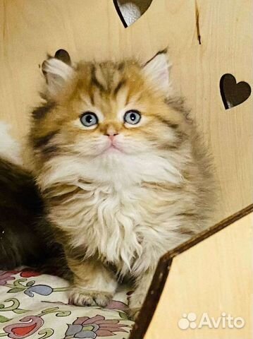 Девочка Феодора