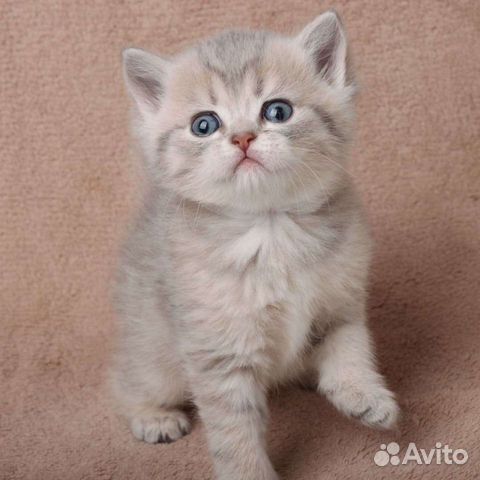 Скоттиш-страйт котёнок мальчик