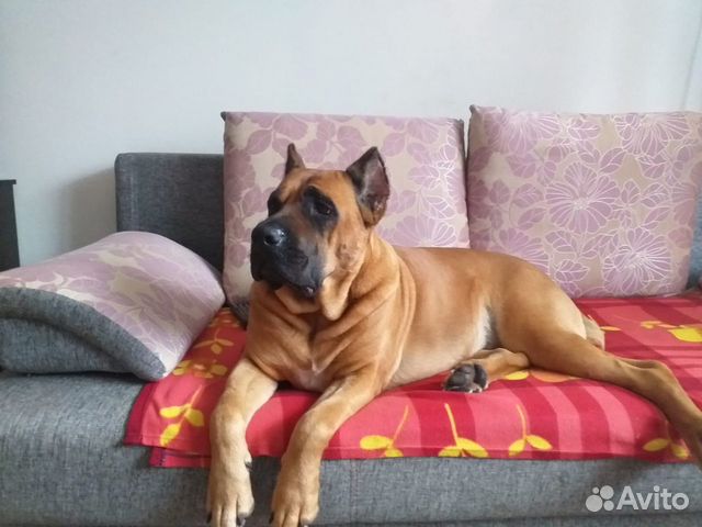 Канарский дог ищет дом