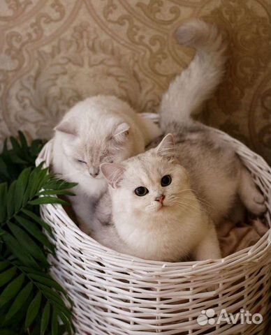Серебристая шиншилла