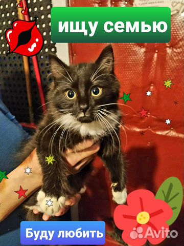 Котёнок асенька, 3.5 мес