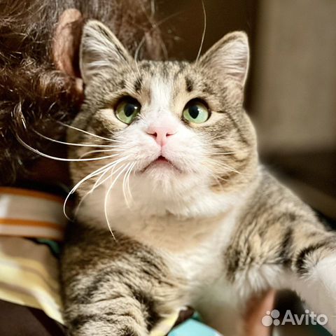 Ласкуша Кот Степан в добрые руки