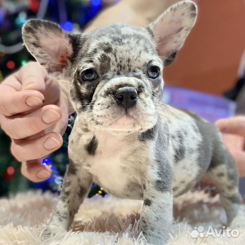 Голубая снегурочка