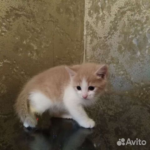 Котёнок от кошки мышеловки крысоловки