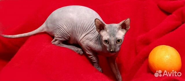 Канадский сфинкс девочка кошечка