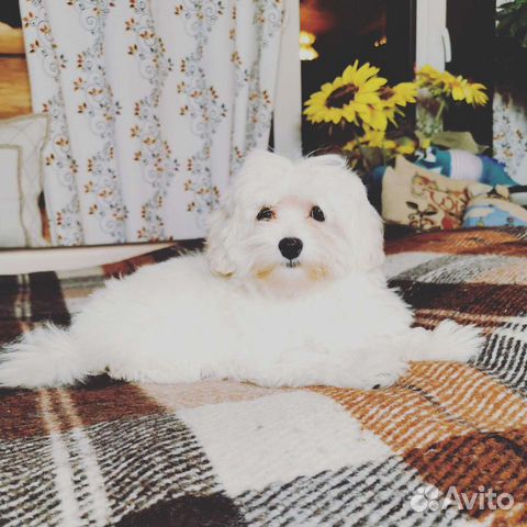 Мальтипу Ф1