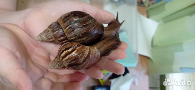 Улитки ахатины