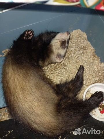 Хорек с клеткой