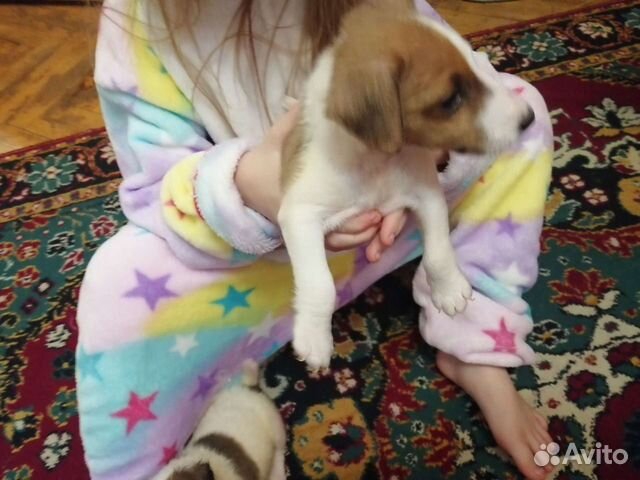 Щенки фокстерьера