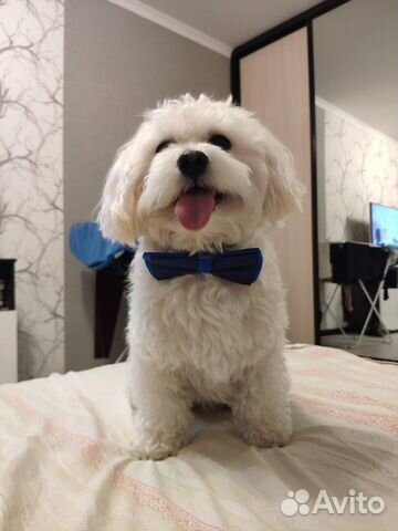 Мальчик мальтезе на вязку