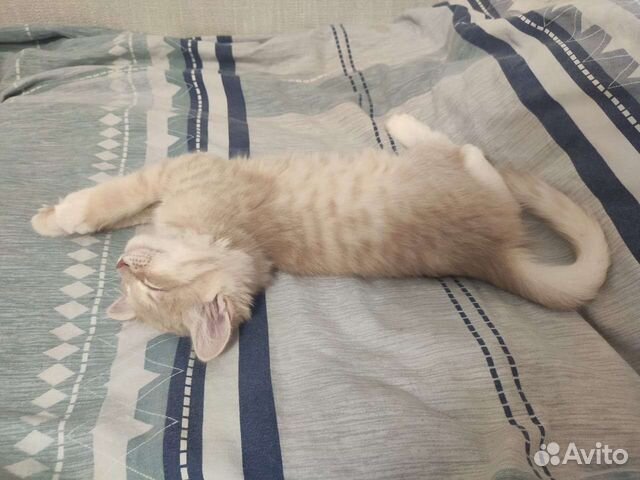 Котята в дар