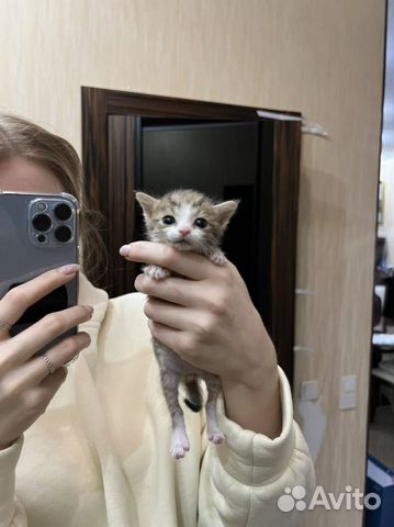 Котёнок мальчик