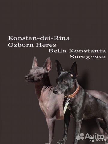 Щенки ксолоитцкуинтли (мексиканская голая собака)