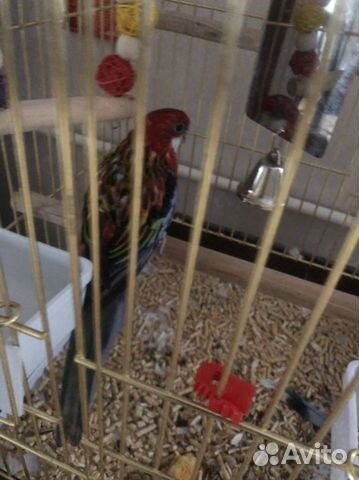 Попугай розелла