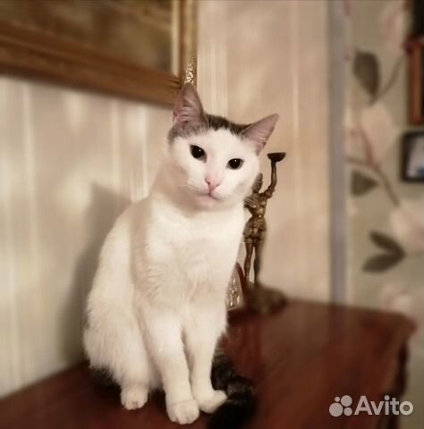 Кот в добрые руки