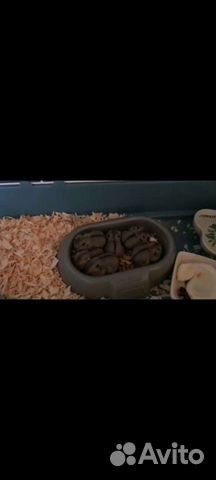 Джунгарские хомячки