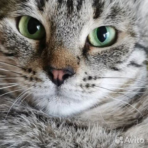 Кошки в добрые руки бесплатно