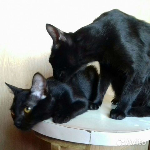 Бомбейские девочки