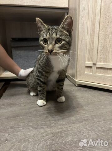 Котенок Майкл 7 месяцев в добрые руки