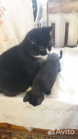 Котята домашние мышеловы