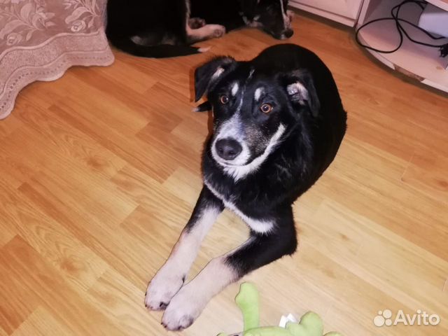 Щенок мальчик Барни 6 мес