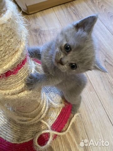 Британская