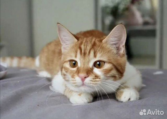 Кошечка Нуждается в новом доме помогите