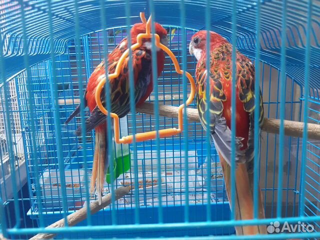 Розелла красная