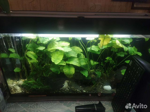 Аквариум 150л с крышкой, фильтром