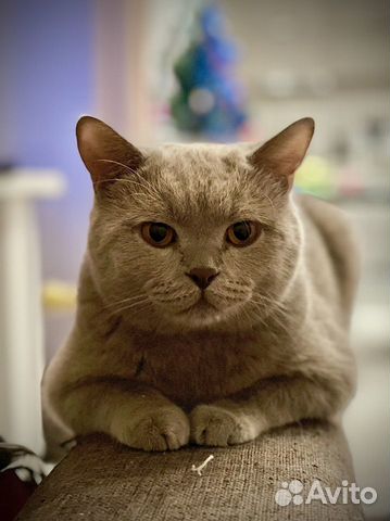 Британский и Сибирский коты