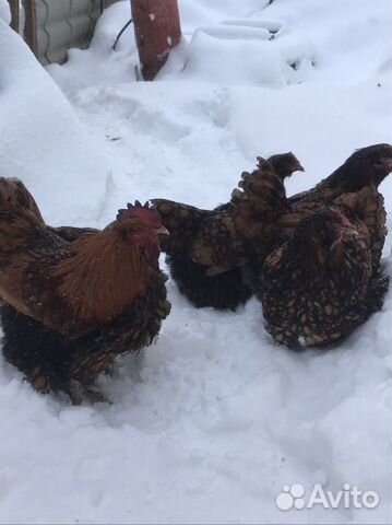 Породистые Куры Кохи,Орпы,Брама