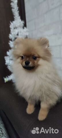 Мишутка шпиц